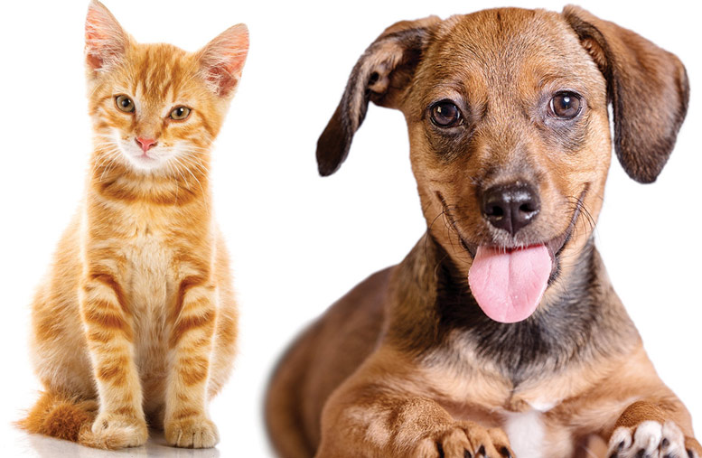 Making a Difference in the Lives of Kauai’s Animals - Kauai Family Magazine