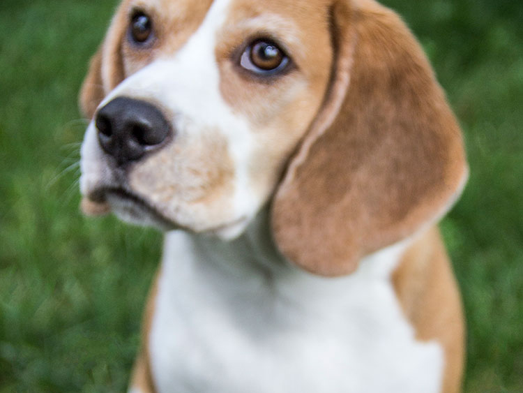 Pupsicles and Pet Tips - Kauai Family Magazine