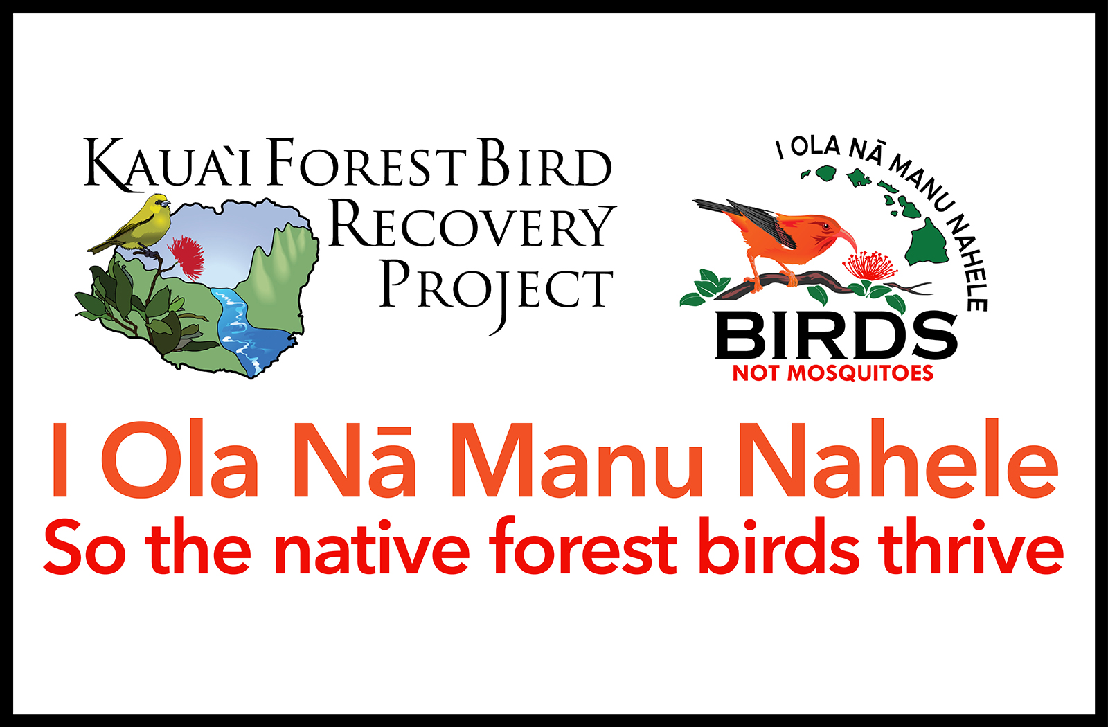 Native Forest Birds - Kauai Family Magazine