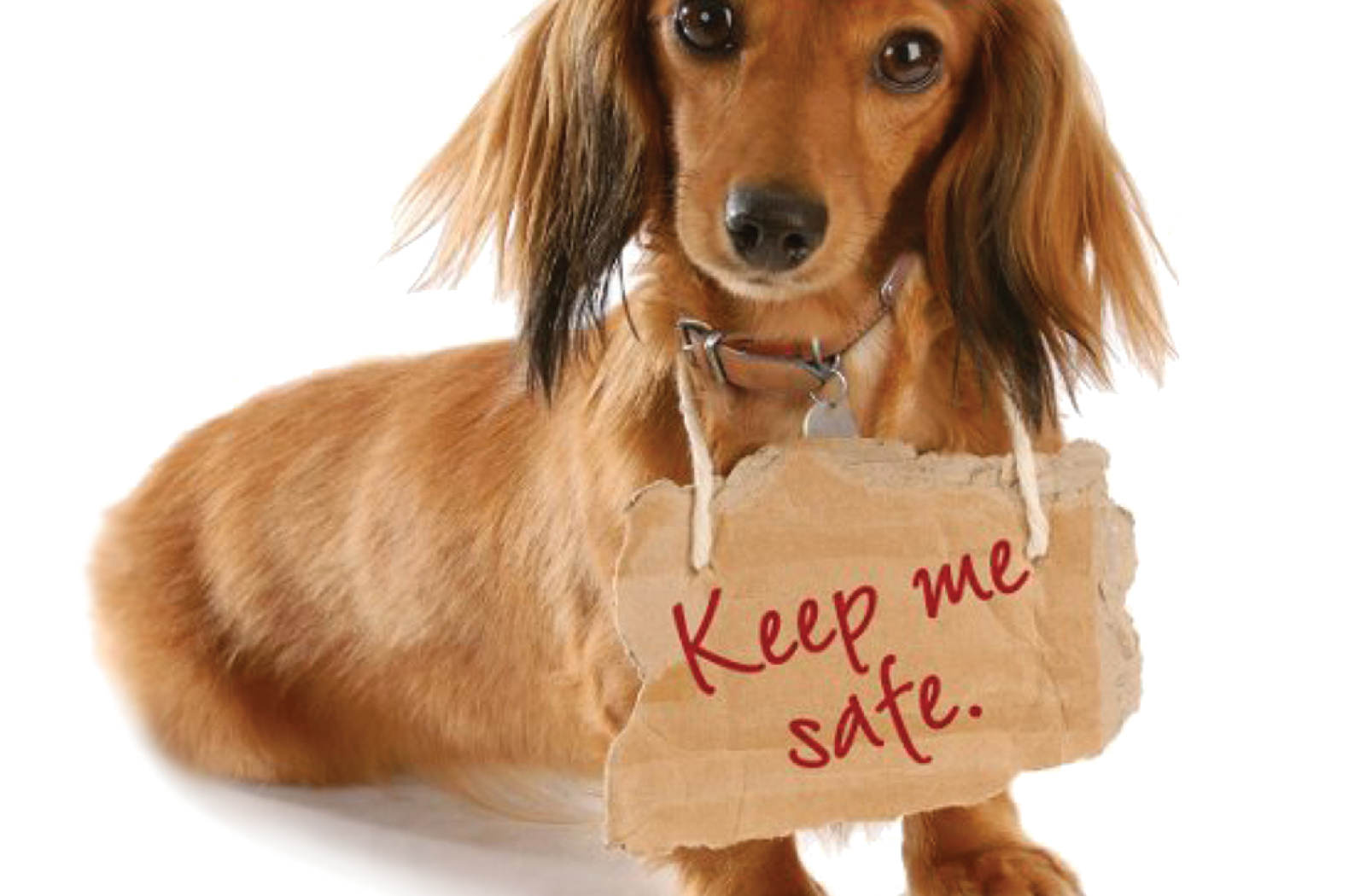 Keep Dogs Safe on the 4th of July - Kauai Family Magazine